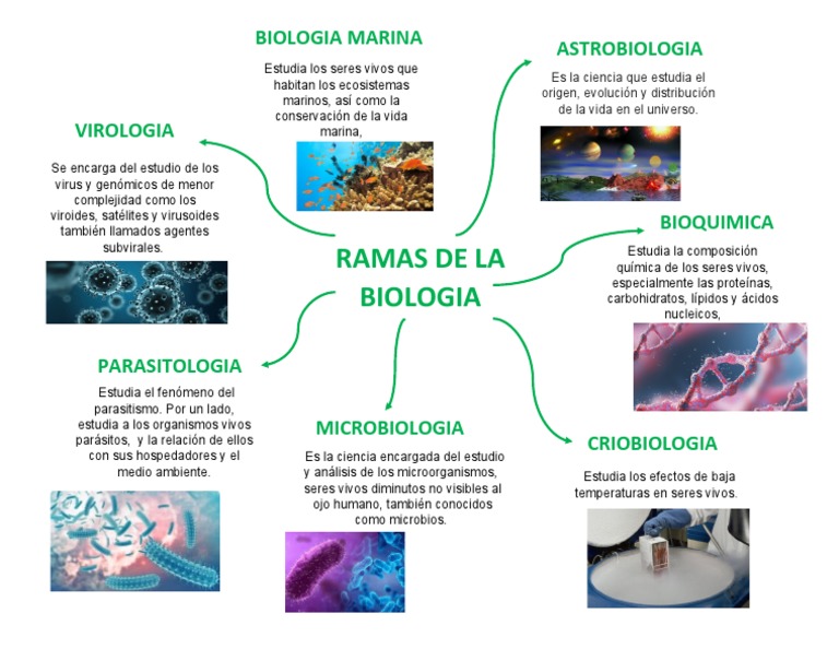 Cuadro Rmas de La Biologia | PDF | Organismos | Biología