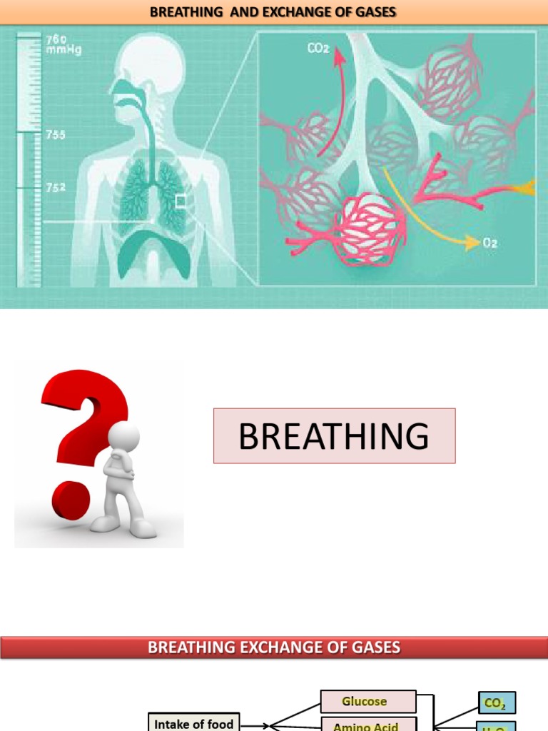 Breathing and Exchange of Gases Lec1 | PDF | Respiratory Tract | Lung