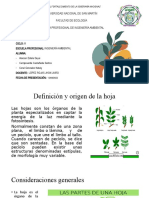 Características del Limbo de la Hoja | PDF | Hoja | Botánica