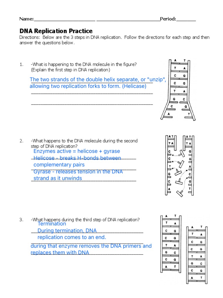 DNA Replication Worksheet | PDF | Dna Replication | Dna
