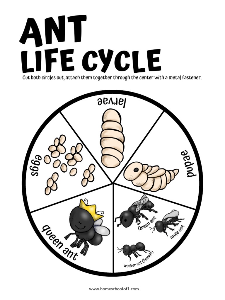 Life Cycle of An Ant | Download Free PDF | Ant | Pupa