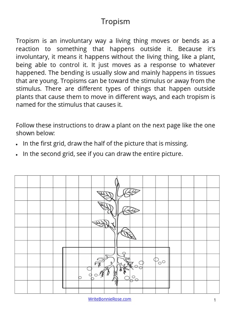 Ways Plants Move Guided Drawing | PDF | Seed | Plants