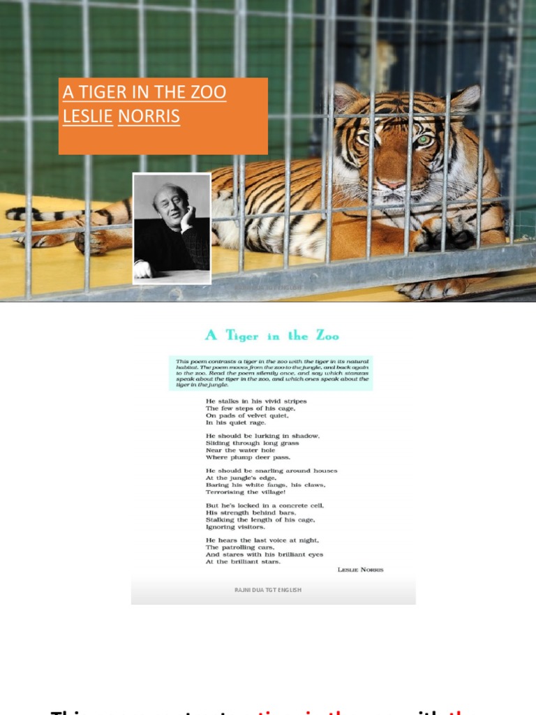 English Poem Analysis Guide | PDF | Tiger | Zoo