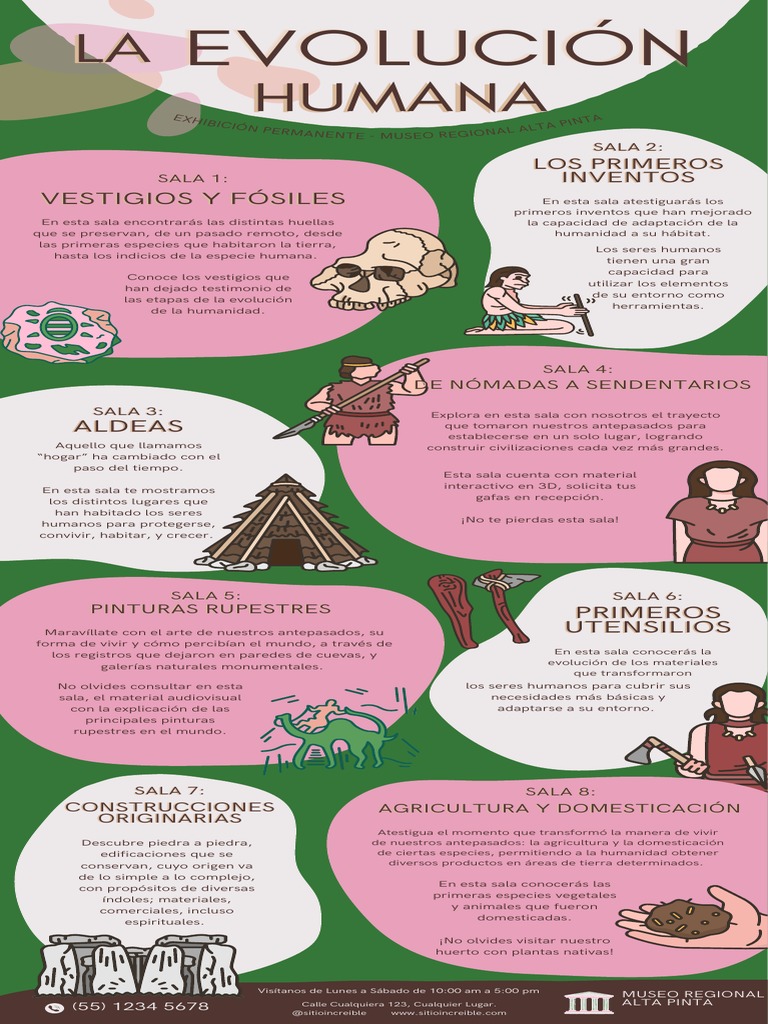 Infografia Evolucion Humana | PDF | Domesticación | Homo Sapiens