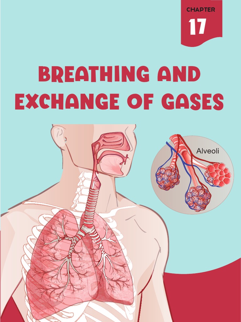 Breathing and Exchange of Gases | PDF | Science & Mathematics