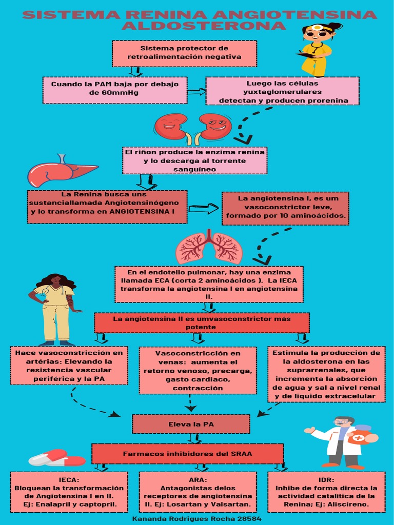 Sistema Renina Angiotensina Aldosterona | PDF