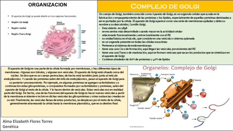 Aparato de Golgi: Función y Estructura | PDF | Biología de membrana | Biofísica
