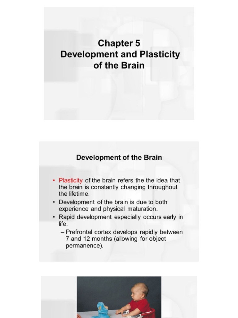 CHAPTER-5-Development and Plasticity of The Brain | PDF