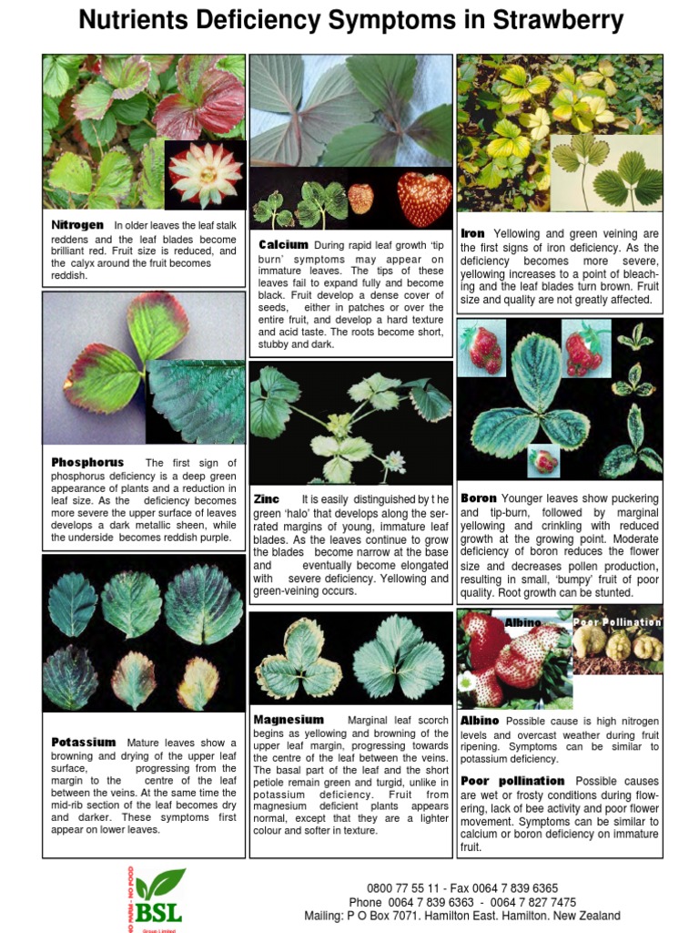 Strawberry Nutrient Deficiency Symptoms | PDF | Plant Nutrition | Leaf