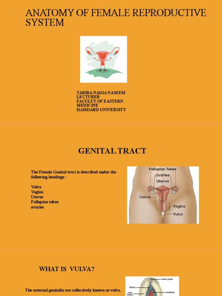 Anatomy of Female Reproductive System | PDF | Labia | Vagina