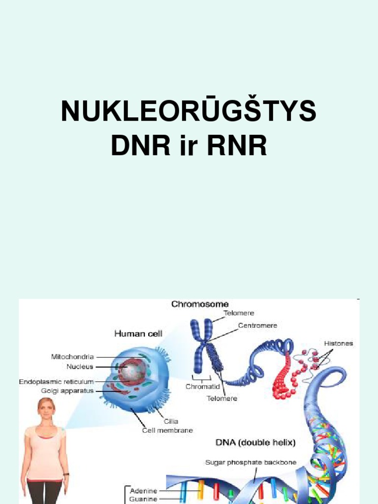 11 - (A Ir B) - DNR | PDF