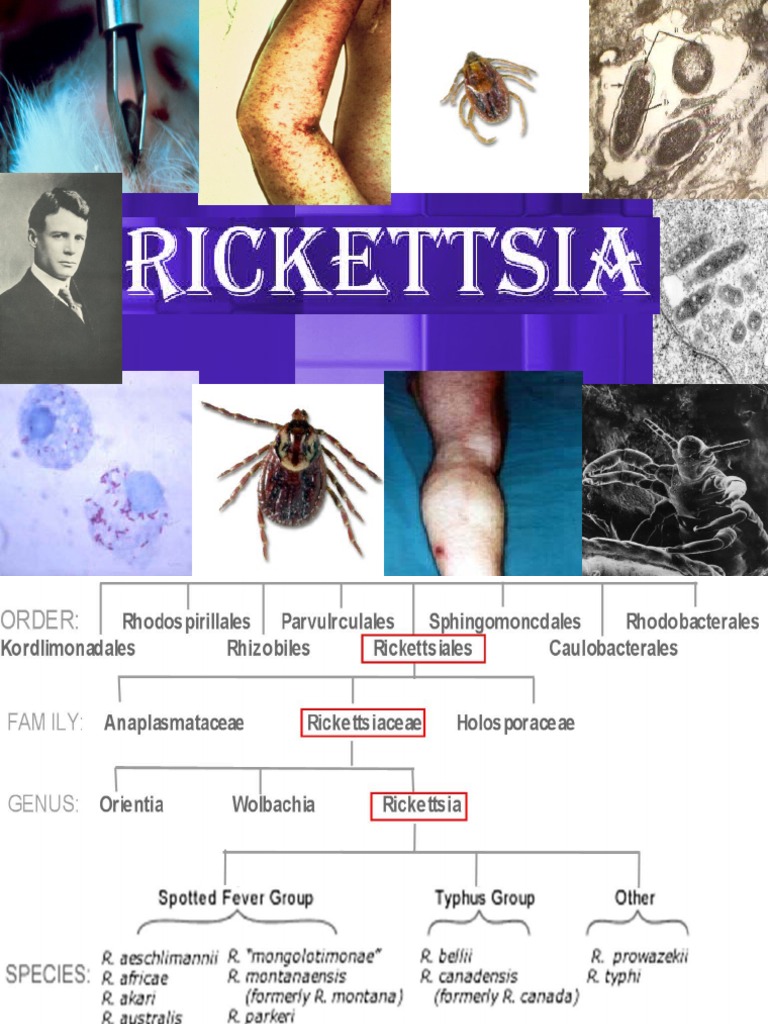 Rickettsia | Veterinary Medicine | Public Health