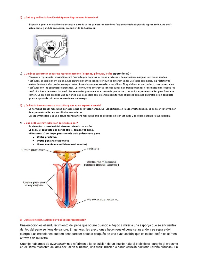 Qué Es y Cuál Es La Función Del Aparato Reproductor Masculino | PDF