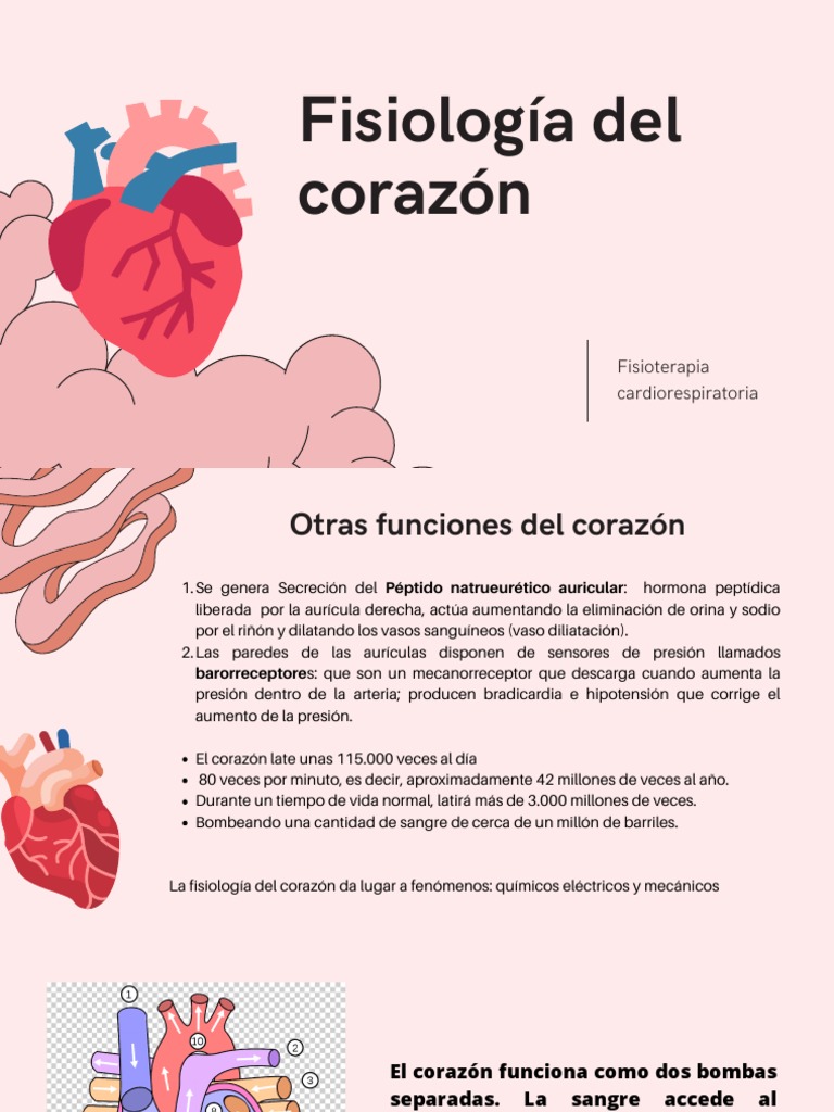 Fisiología Del Corazón Pdf Ventrículo Corazón Corazón