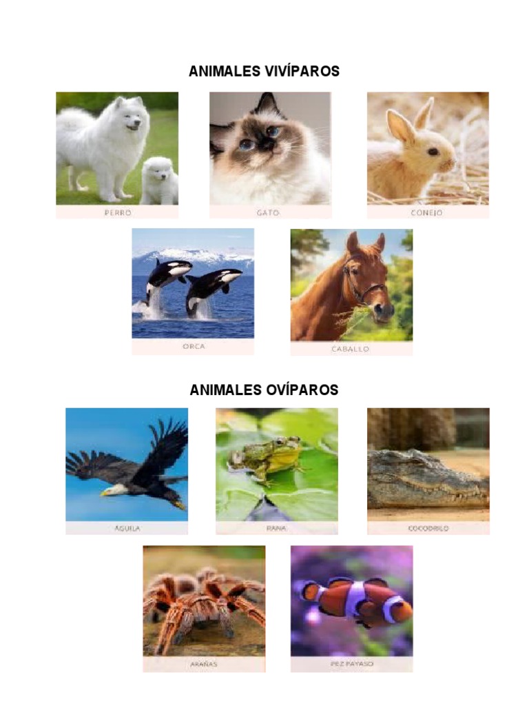 ANIMALES VIVÍPAROS y ANIMALES OVÍPAROS | PDF