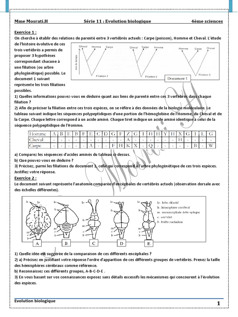 Série 11 Évolution Biologique | PDF