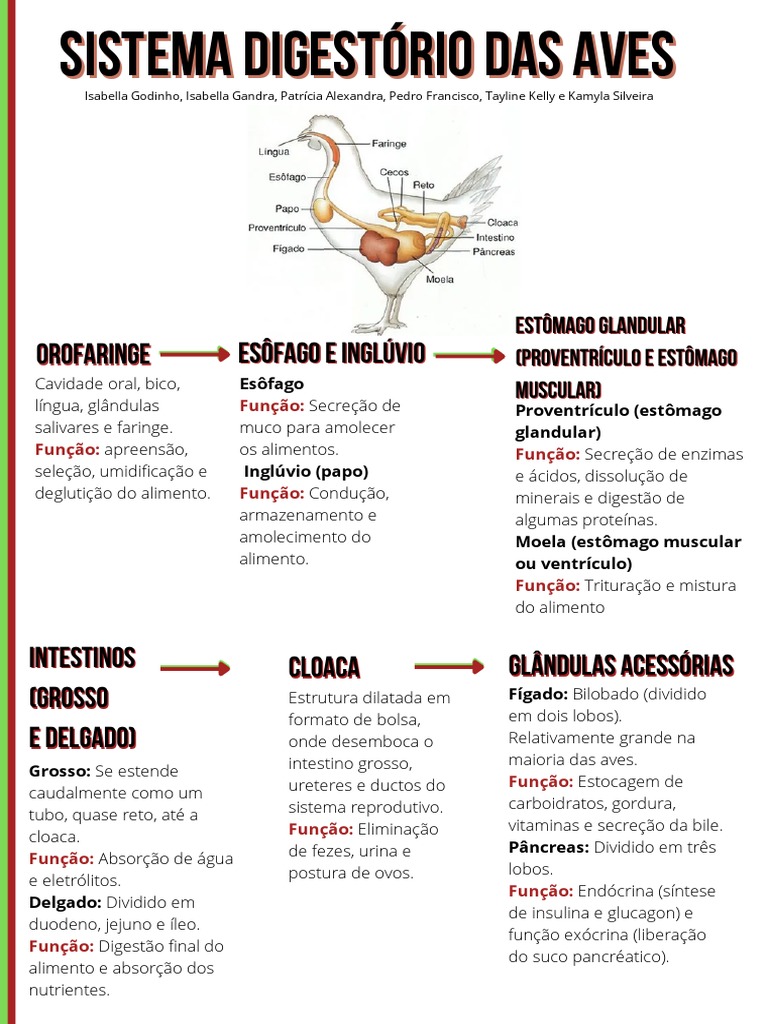 Sistema Digestório Das Aves | PDF
