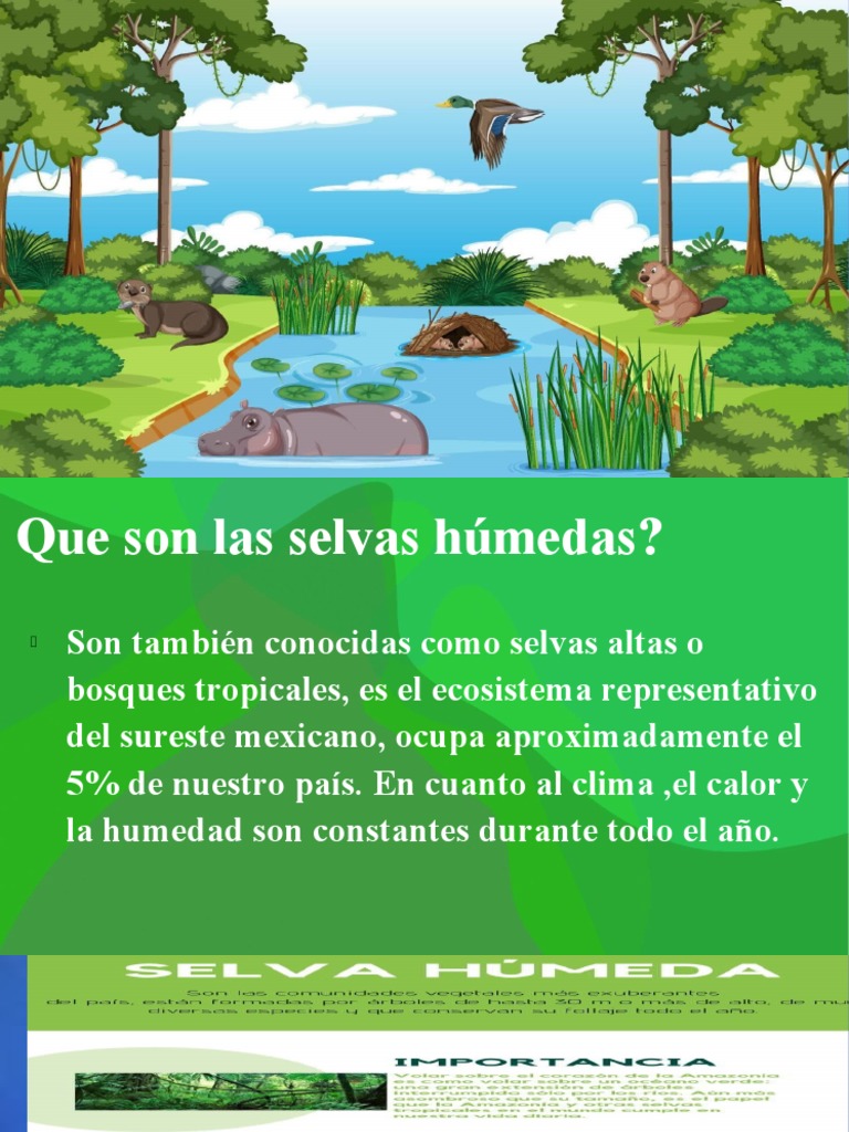 Selva Humeda | PDF