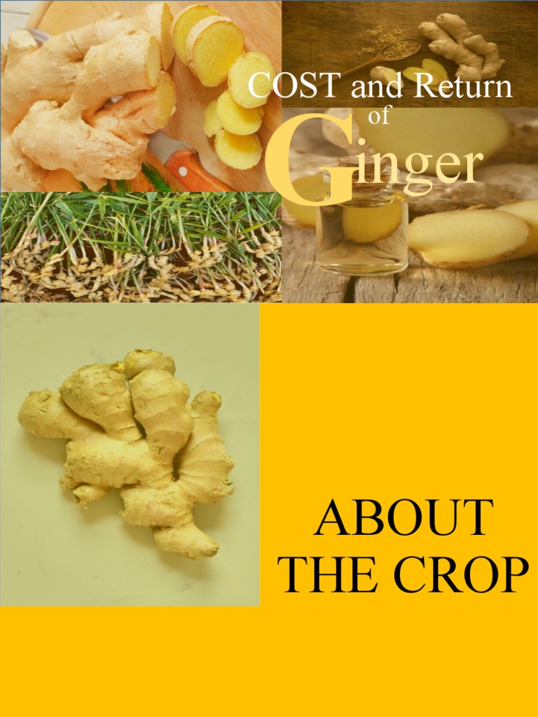 COST-and-RETURN Luya | Download Free PDF | Ginger | Organisms