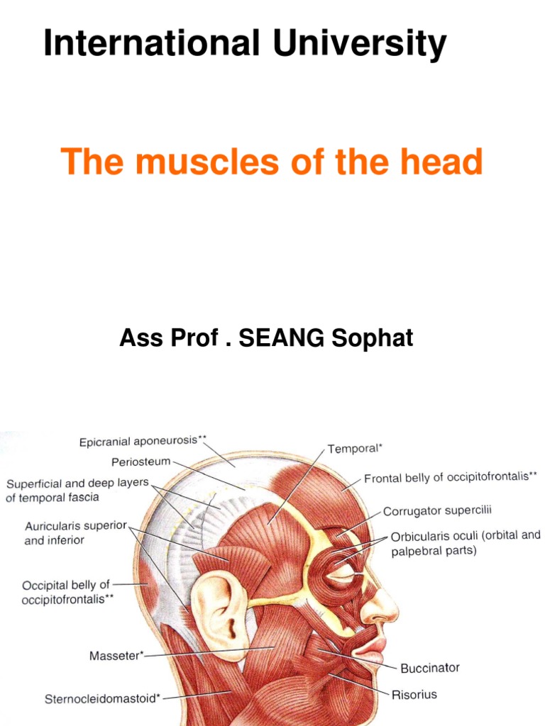 The Muscles of The Head | Download Free PDF | Human Nose ...