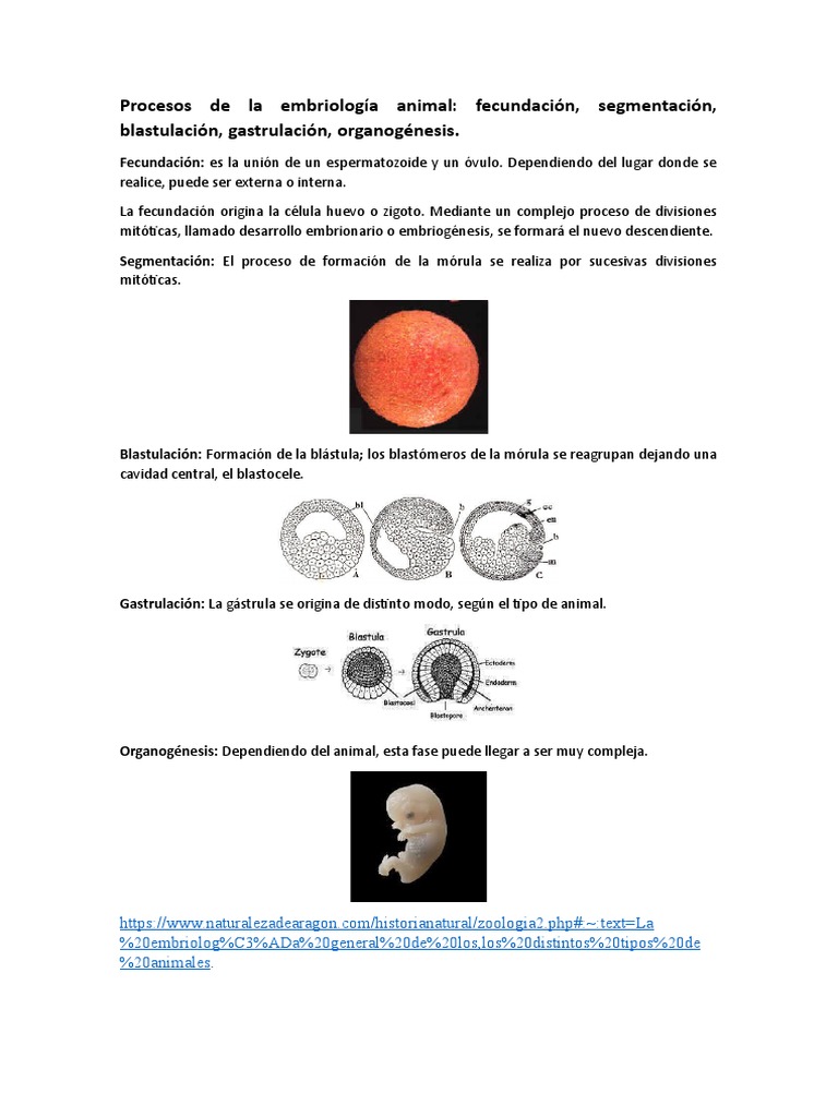 Procesos de La Embriología Animal | PDF