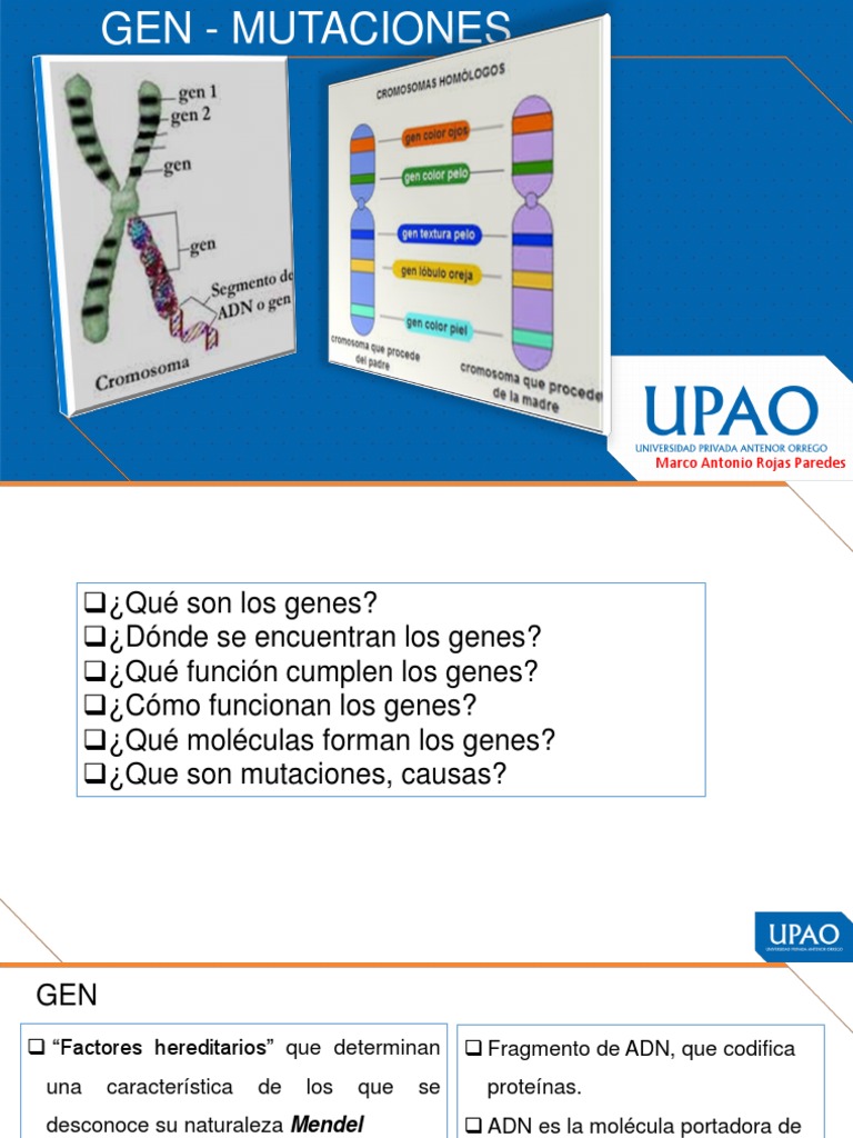 s3 PPT Gen Mutaciones | PDF | Gene | Mutación