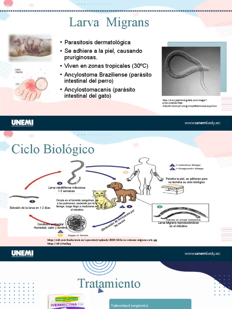 Tratamiento de Larva Migrans Cutánea | PDF | Enfermedades y trastornos ...