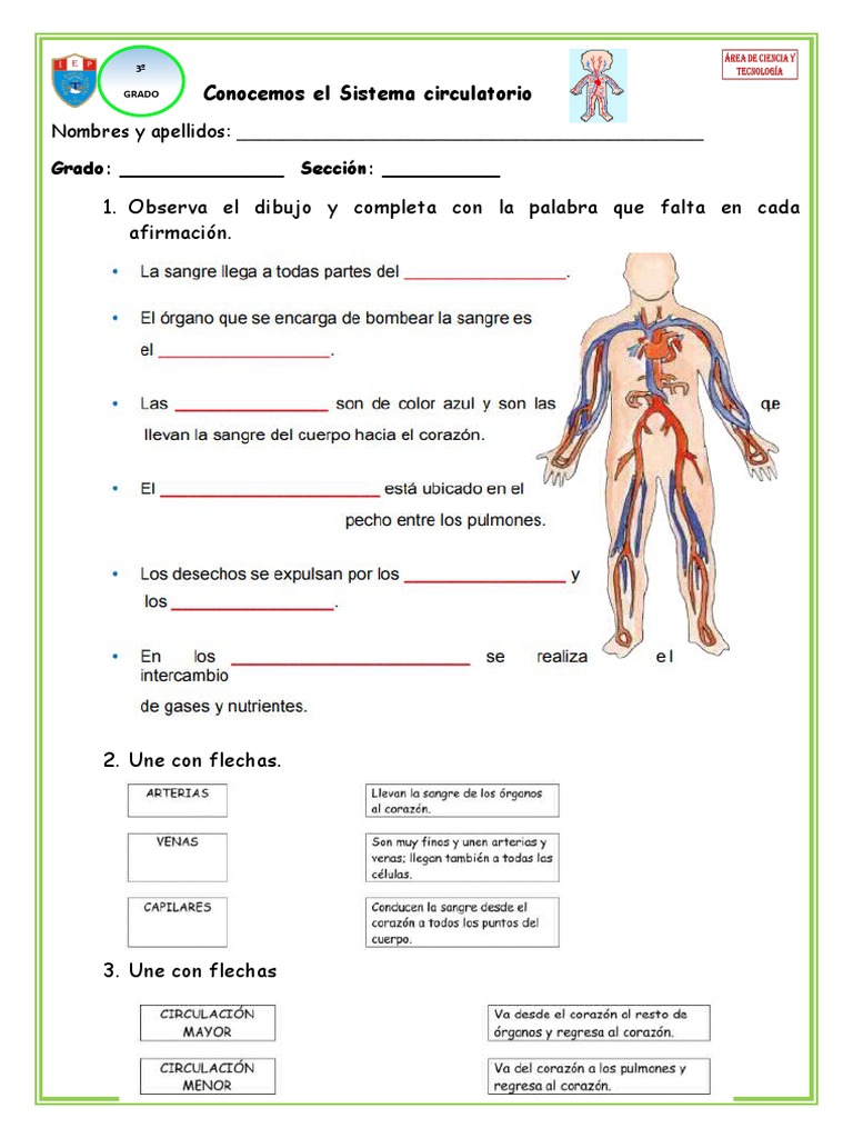 FICHA DE CIENCIA Y TECNOLOGIA - Sistema Circulatorio | PDF | Deportes y ...