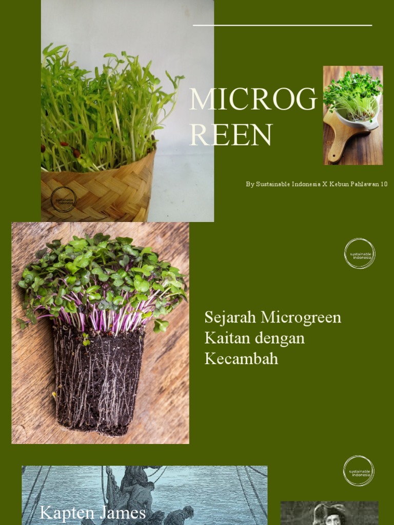 Microgreen by Sustainable Indonesia | PDF