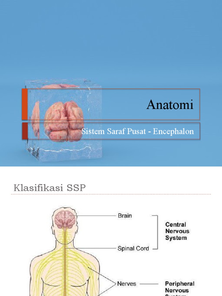 Anatomi SSP Encephalon | PDF