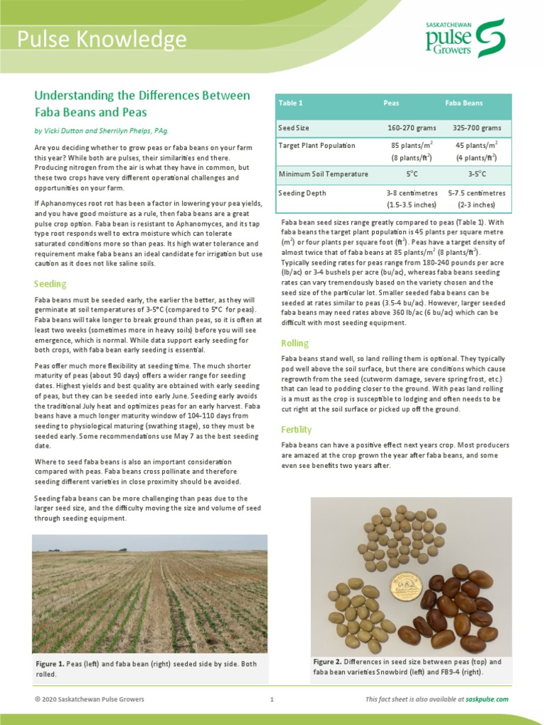 Faba Bean Vs Pea | PDF
