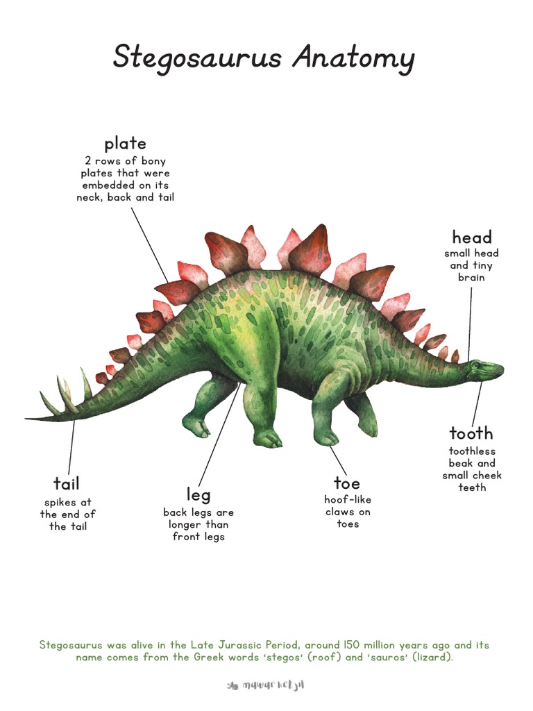 Dino Anatomy | PDF | Tyrannosaurus