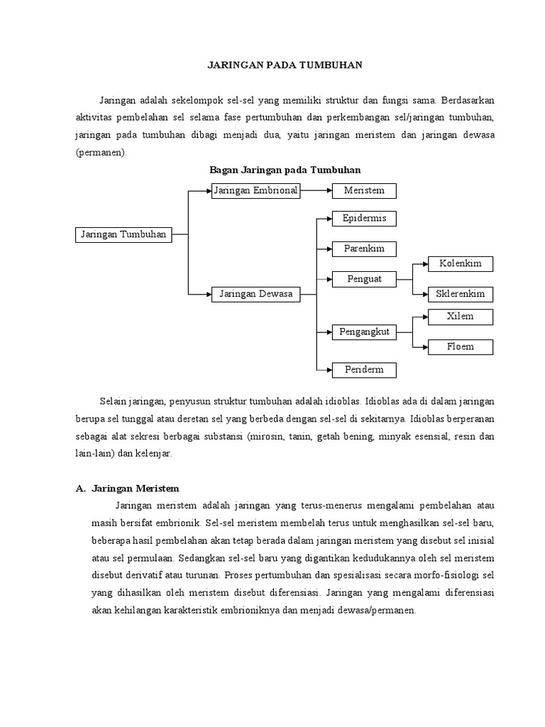 Jaringan Meristem Tumbuhan dan Fungsinya | PDF | Kesehatan Holistik ...