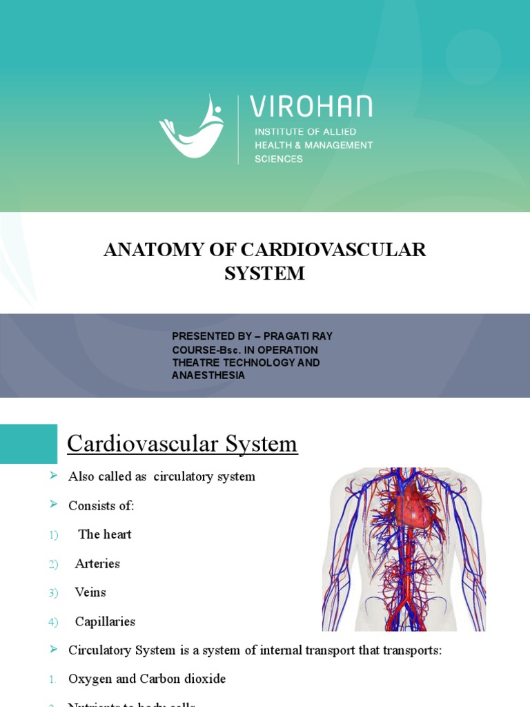 Cardiovascular Notes | PDF | Heart | Heart Valve