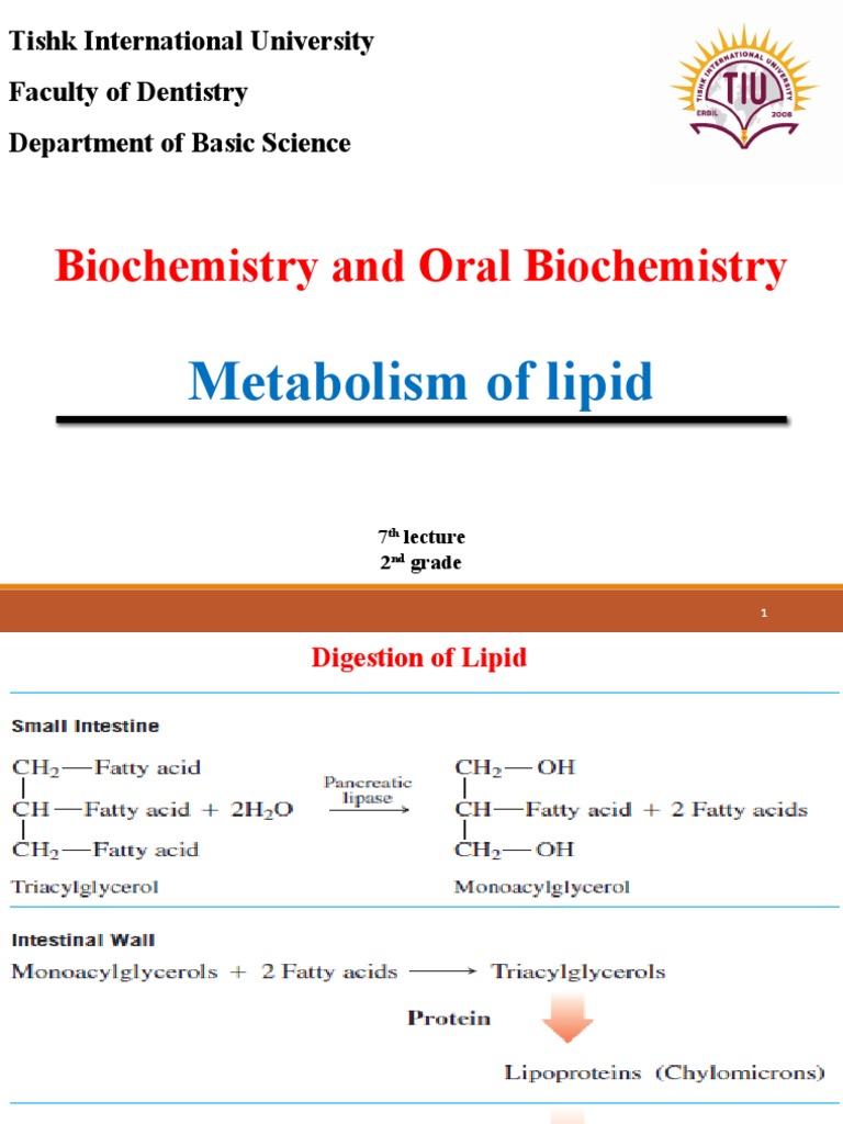 Metabolism of Lipids | PDF | Fatty Acid | Metabolism