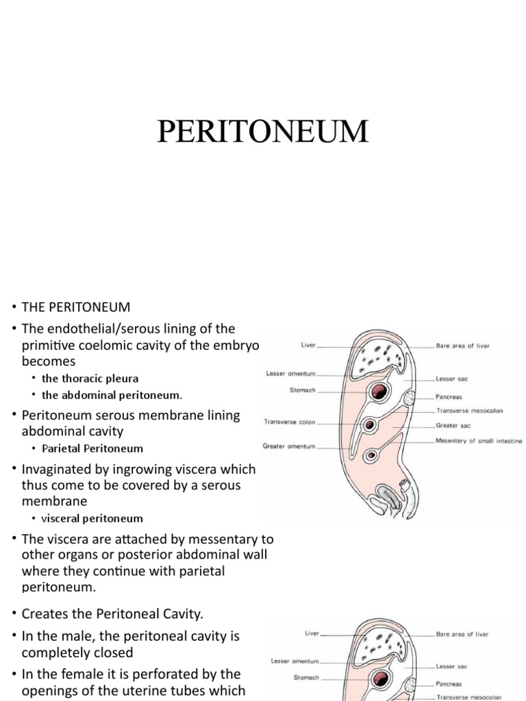 The PERITONEUM | PDF | Peritoneum | Anatomy