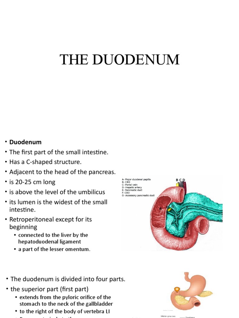 The Duodenum | PDF
