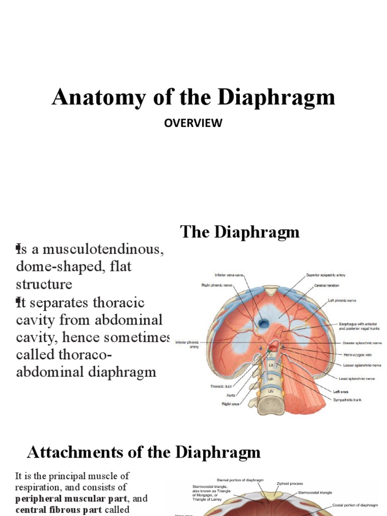 Anatomy of Diaphragm | PDF | Vertebral Column | Esophagus