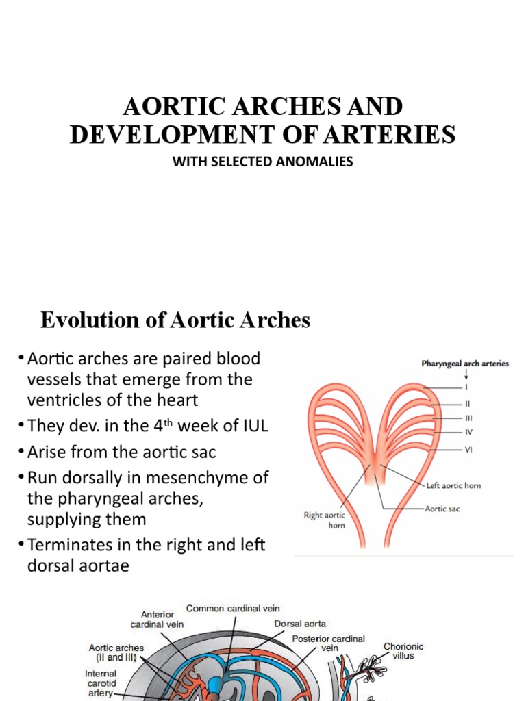 AORTIC ARCHES AND DEVELOPMENT OF ARTERIES | PDF | Aorta | Artery