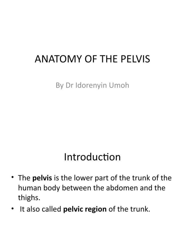 Anatomy of The Pelvis | PDF | Pelvis | Labia