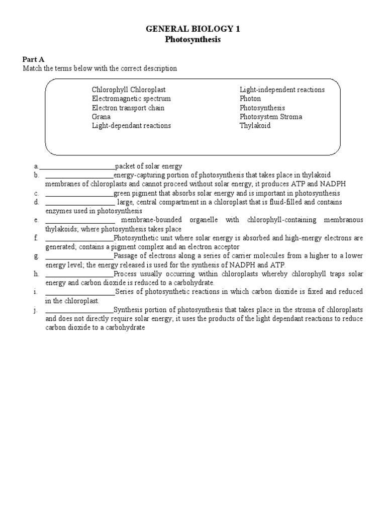 Photosynthesis Worksheet | PDF