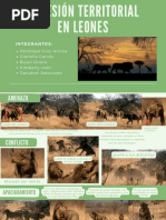 El Rey de La Manada - Los Mapogos (En Español) | PDF | León | Depredación