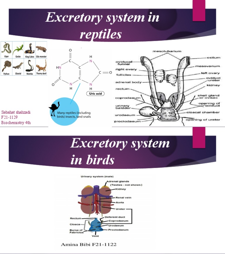 Excretory System in Reptiles: Sabahat Shahzadi F21-1129 Biochemistry ...
