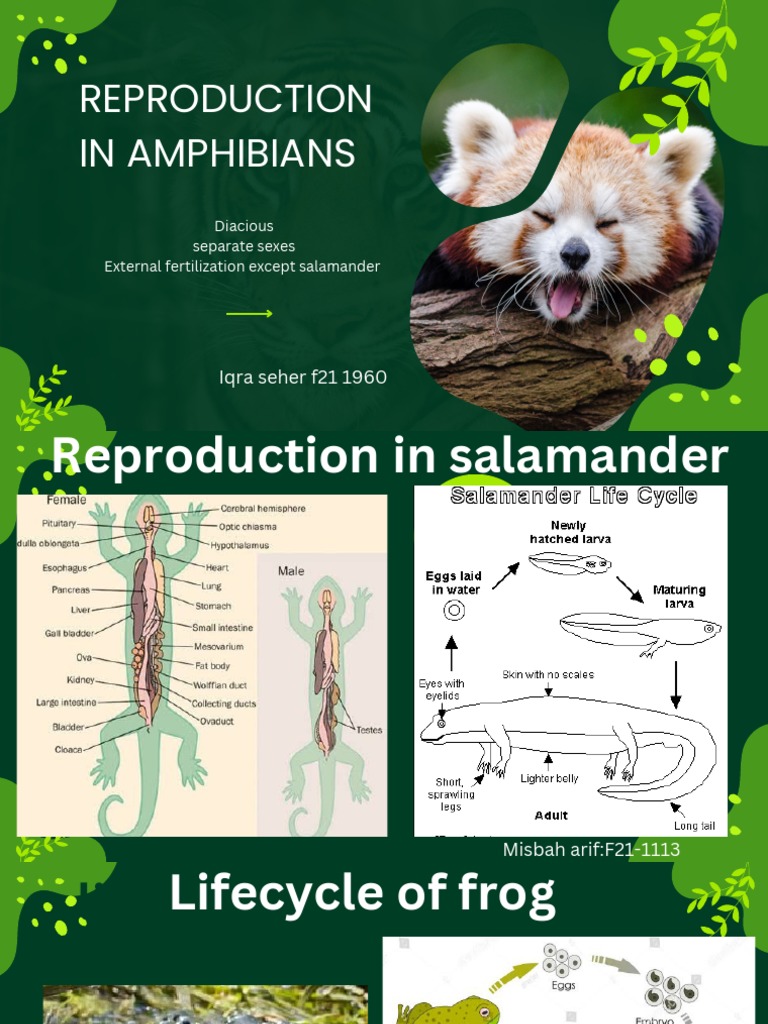 Amphibian Reproduction and Life Cycles | PDF