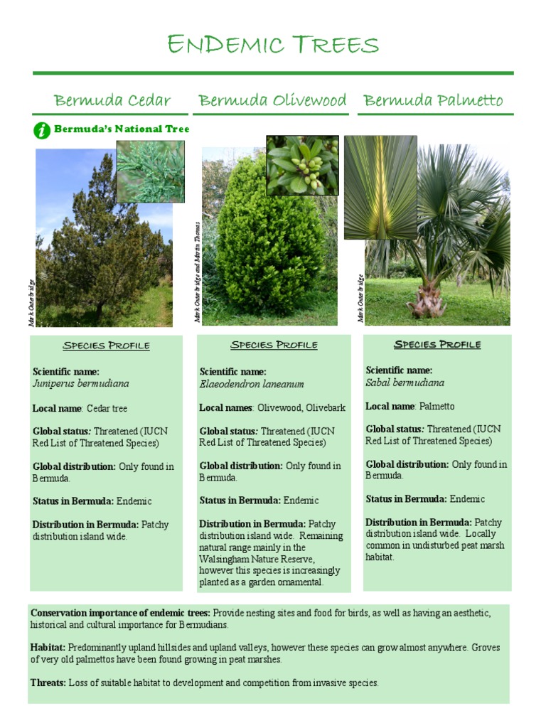 Bermuda Endemic and Native Trees | PDF