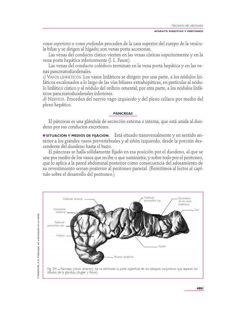 Anatomía del Páncreas y Venas Hepáticas | PDF | Páncreas | Abdomen