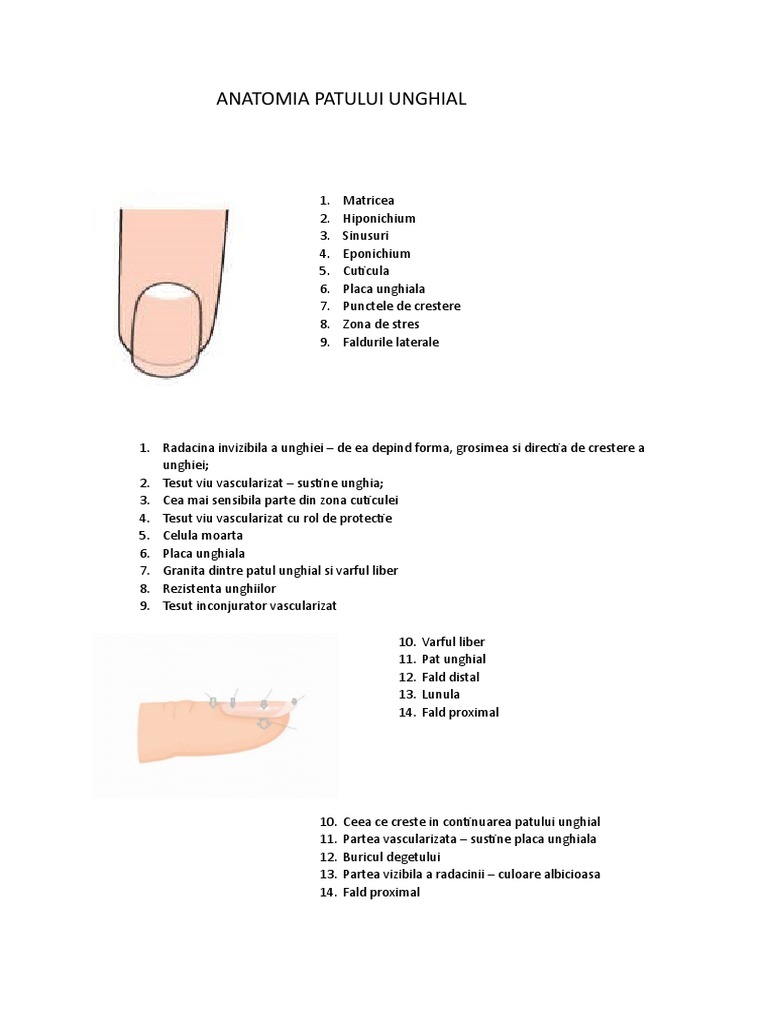 Anatomia Patului Unghial | PDF