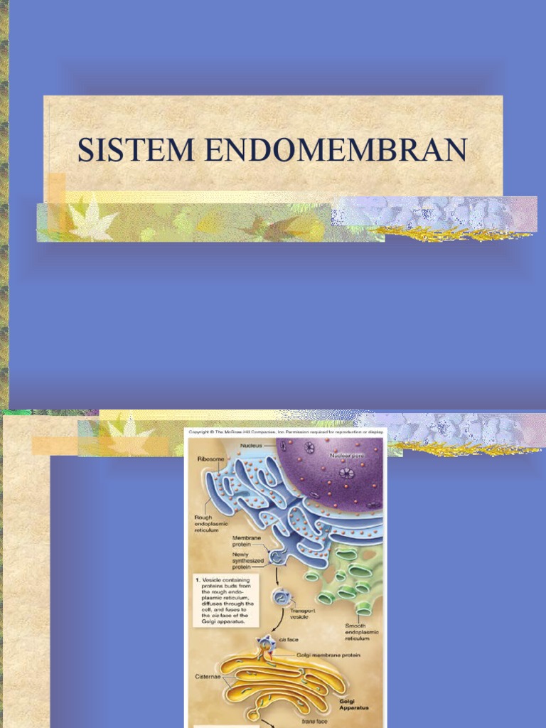 Sistem Endomembran | PDF