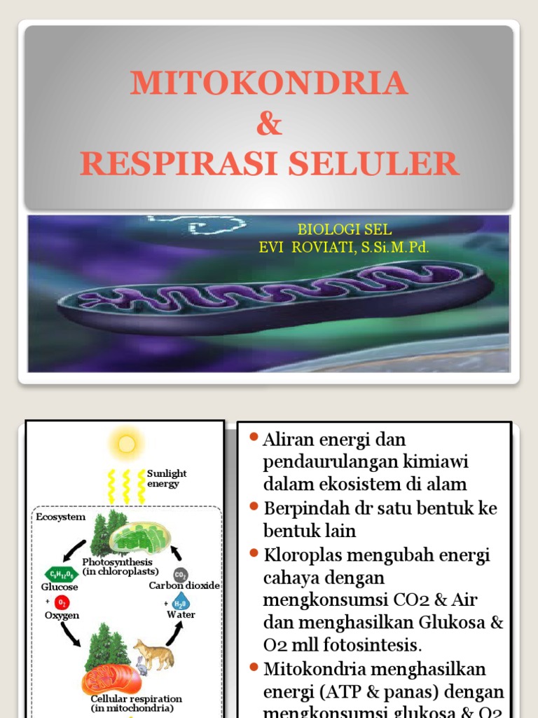 Mitokondria & Respirasi Seluler | PDF