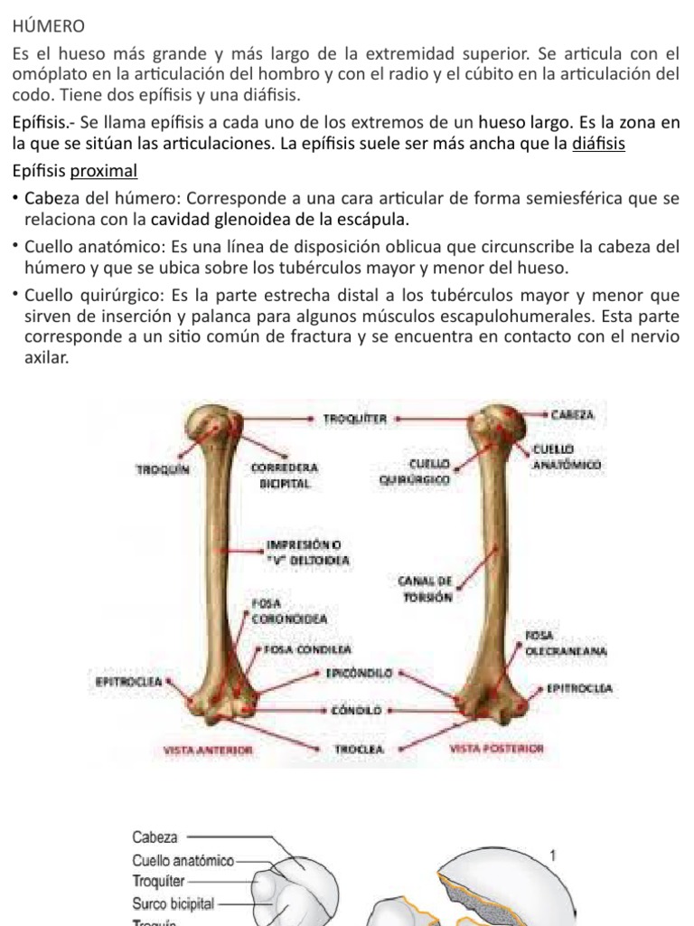 Anatomia Humero de Segundo | PDF | Artes del Lenguaje y Comunicación ...